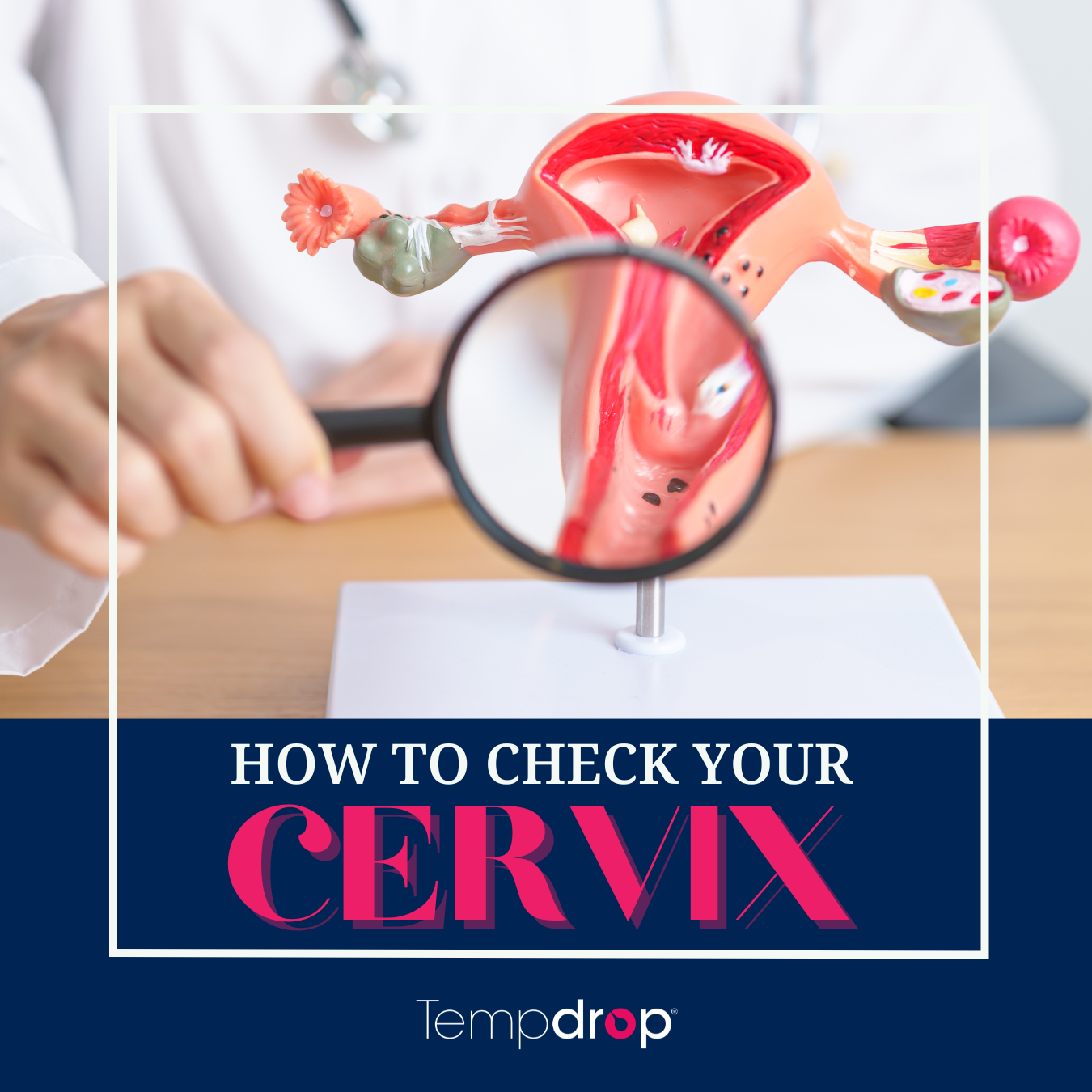 Cervix Ovulation