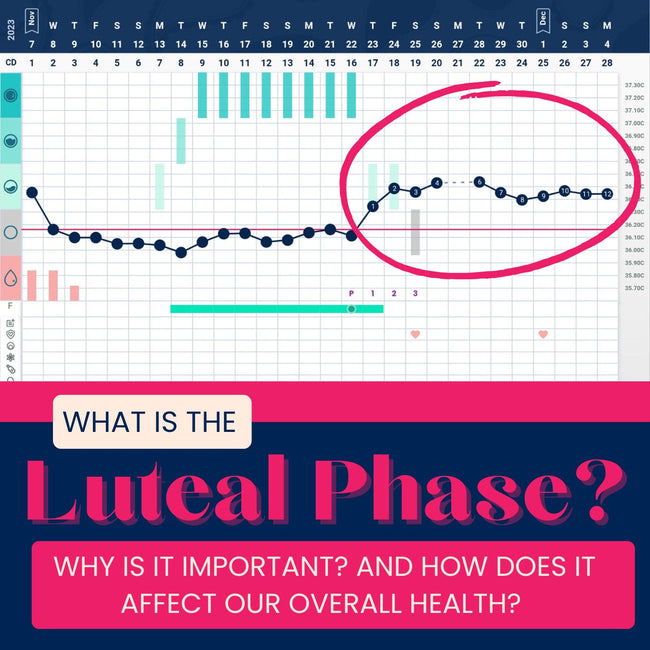 What is the luteal phase? Learn now why it's important and how it ...